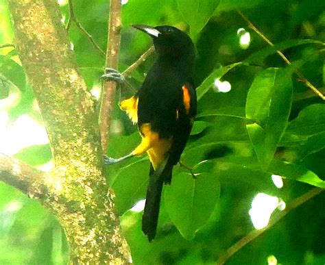 St Lucia Oriole Millit John W Wyberton Flickr