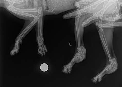 Scottish Fold Osteochondrodysplasia This Heritable Condition Of