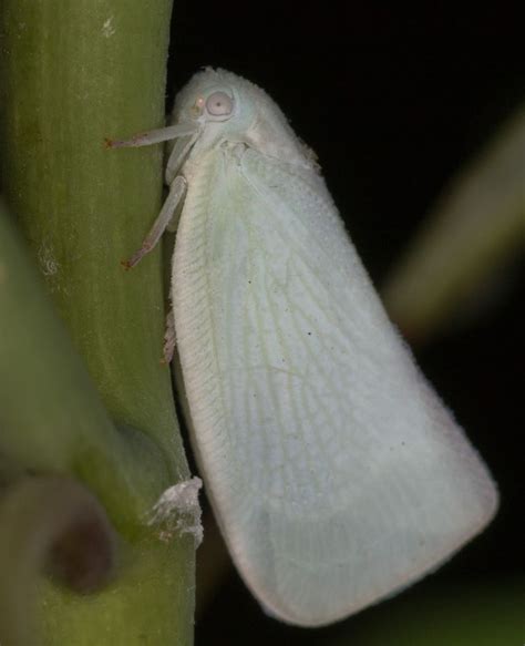 Northern Flatid Planthopper Flatormenis Proxima Insect Species Species Critter