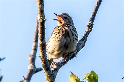 South Devon Devon Birds