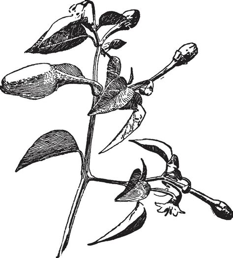 Form Of Capsicum Annuum Vintage Illustration 35164747 Vector Art At Vecteezy