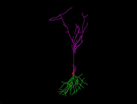 Detailed Cell Information T80neuronc40xtiletracemb2