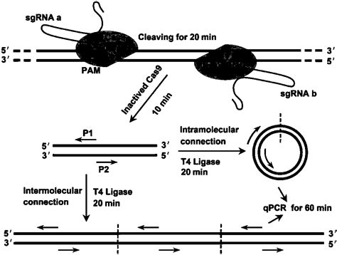 Crispr Clustered Regularly Interspaced Short Palindromic Repeat Based