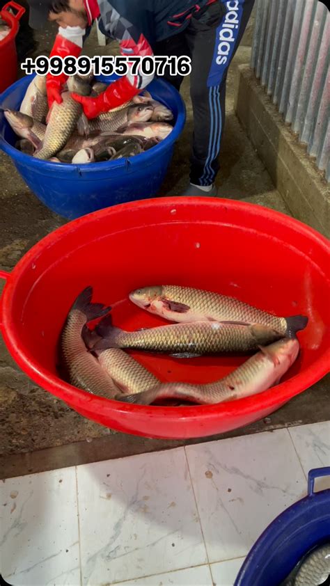 Oltinbaliqn1 Oltinbaliqn1official • Instagram Photos And Videos