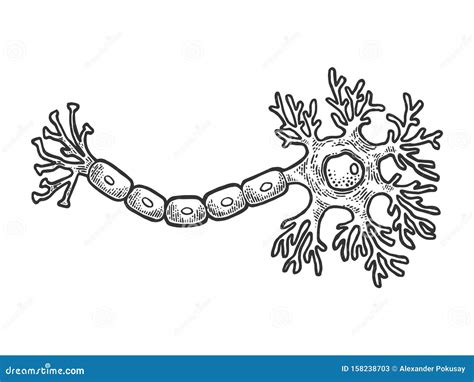 Human Brain Neuron Sketch Engraving Vector Stock Vector Illustration