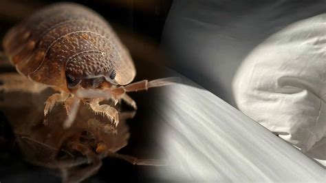Seoul Bed Bug Outbreak 10 Crucial Tips For Your Bug Fighting Travel To