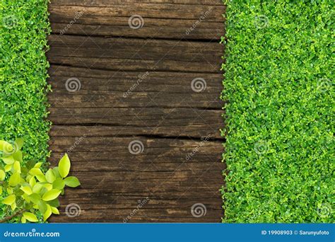 Grass And Small Green Plants Stock Image Image Of Bunch Materials