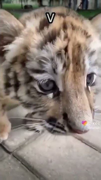 أعضاء بتس Bts 😭💖 Youtube