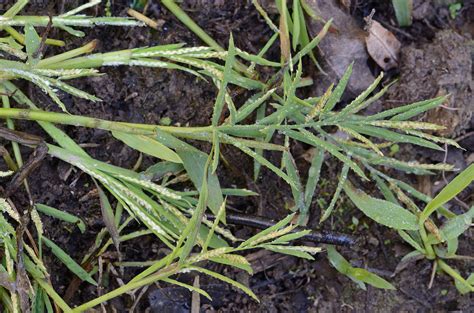Paspalum Fluitans Water Paspalum Fsus