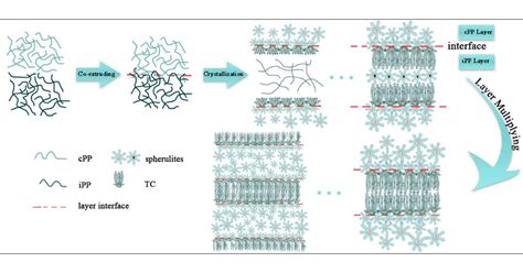 Fabrication Of Multilayered β Form Transcrystallinity In Isotactic Polypropylene For Achieving