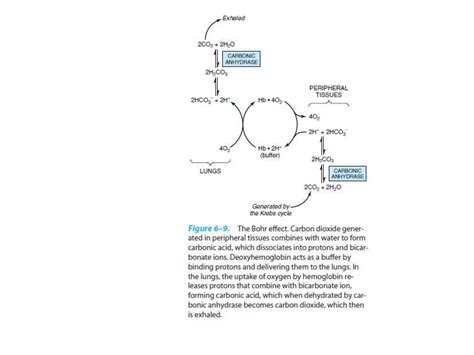 Haemoglobin And Myoglobin Structure Pptx