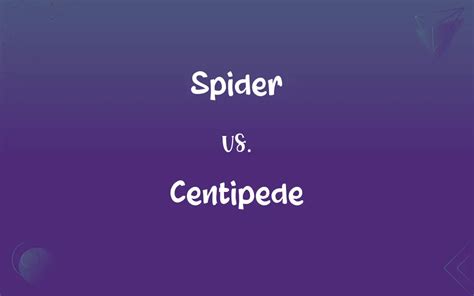 Spider Vs Centipede Whats The Difference