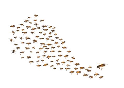 Premium Photo Swarm Of Bees In Flight Isolated On White Background
