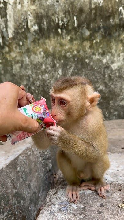 Liby Why Viralvideo Cute Viral Shortvideo Youtube