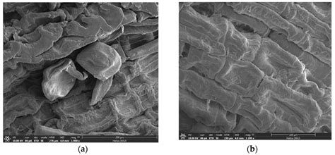 Molecules Free Full Text Cellulose Modified With Polyethylenimine Pei Using Microwave