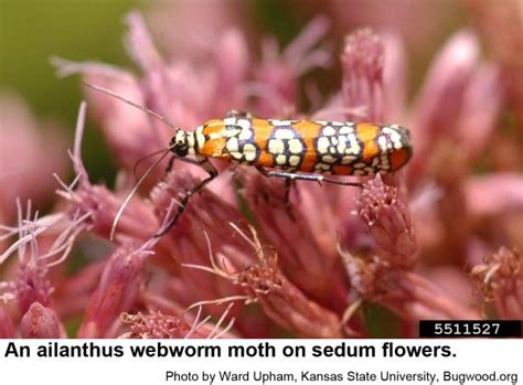 Ailanthus Webworm Nc State Extension Publications