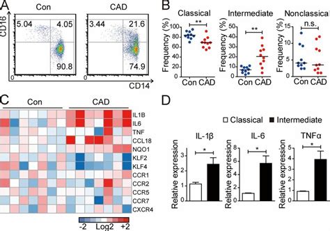 Hyperinflammatory Monocytes In Cad Patients Pbmcs Isolated From Download Scientific Diagram
