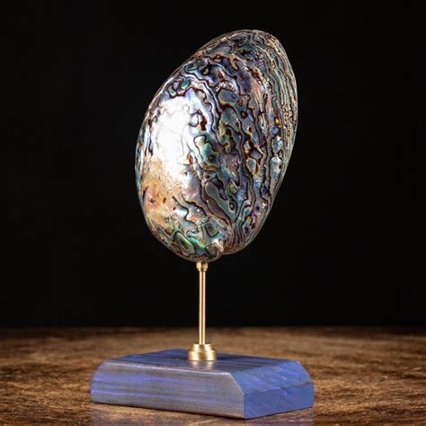 Rainbow Abalone Shell On Custom Plinth Haliotis Iris Catawiki