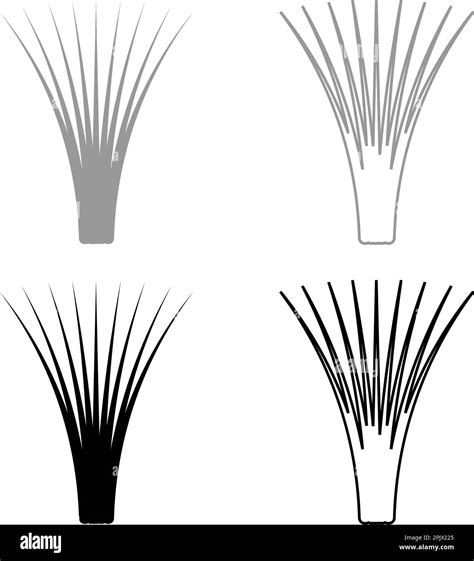 Edible Grass Lemongrass Cymbopogon Citratus Spices Vegetable Herbal