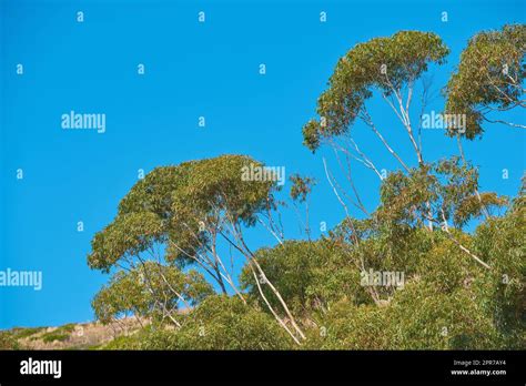 Natural Environment With Trees And Plants On A Bright Sunny Day In Summer With Blue Skies Calm
