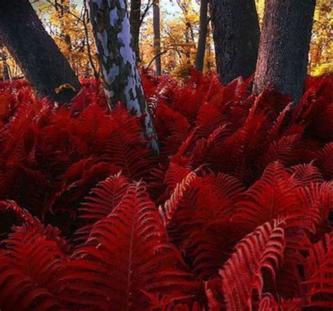 Red Fern Asparagus Fern Ferns Fern Plant