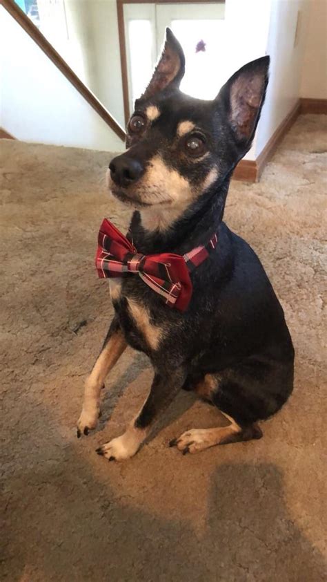 Buddy 15 Years Later Still Looking Dapper During The Holidays Aww