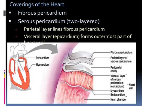 Ppt Chapter 18 Anatomy Of The Cardiovascular System Powerpoint