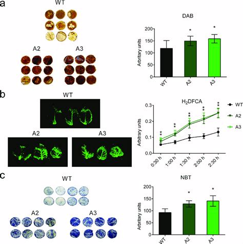 Histochemical Staining Of Leaf Tissues From Transgenic Plants Potato