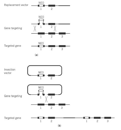 Replacement Vector At Collection Of Replacement Vector Free For Personal Use