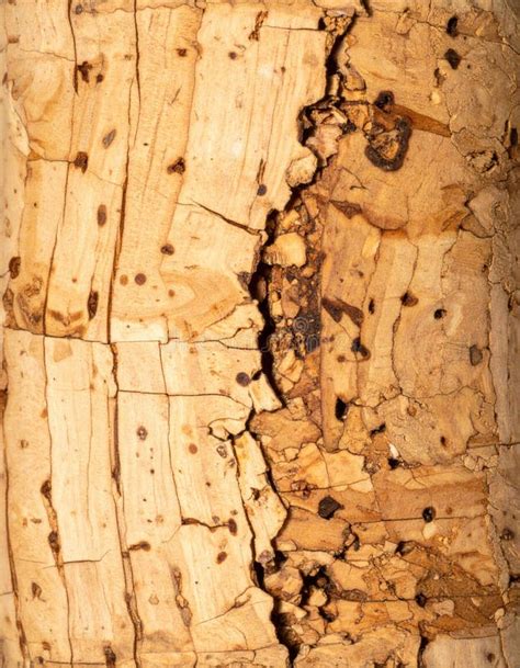 Detailed Cork Texture Close Up Showing Natural Grain Patterns And