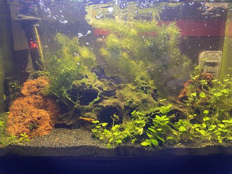 Can Anybody Tell Me If Mayaca Vandelli Needs To Be Rooted In The Substrate I Cant Seem To Keep