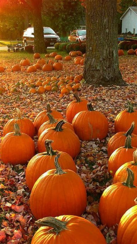 Pumpkin Patch Wallpaper Hd Pas Pumpkin Patch Paspumpkinpatch