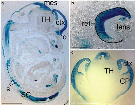Whole Tissue Staining Of An E15 Embryo A Sagittal Cross Section Of