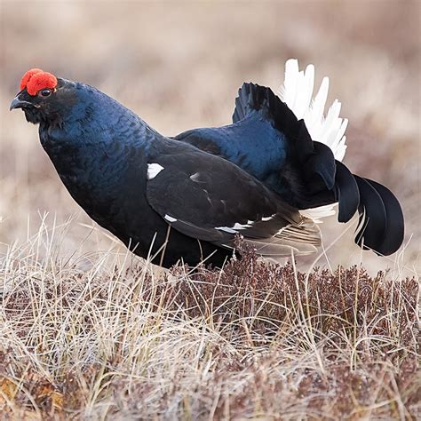 Black Grouse Lyrurus Tetrix Xeno Canto