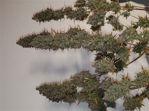 Flushinglockout And Potassium Defy Grasscityforumthe Worlds