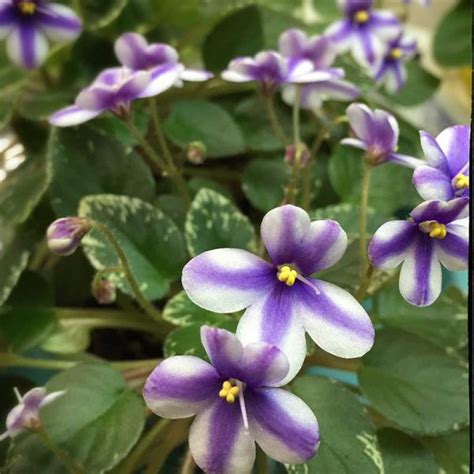 Shop Lyrical Violets