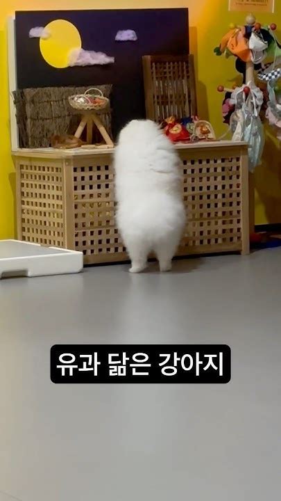 유과 닮은 강아지 Youtube