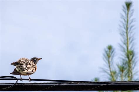 American Robin Working The Wire R Photoworthy