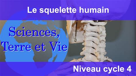 Le Squelette Humain Youtube