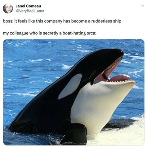 40 Funny Orca Attack Memes And Tweets We Should All Laugh At So They