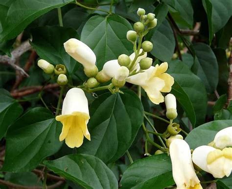 Pithecoctenium Alchetron The Free Social Encyclopedia