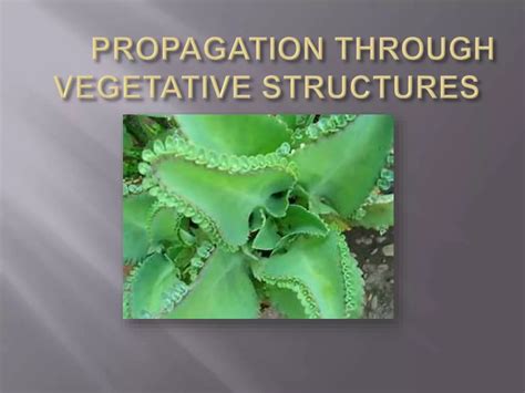 Propagation By Vegetative Structures Pptx
