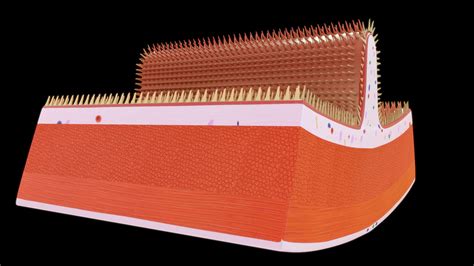 3d Plicae Circulares Section Model Turbosquid 2308417