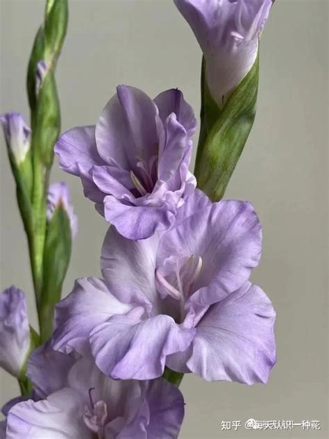 剑兰怎么养？它比养百合、朱顶红还要简单！ 知乎