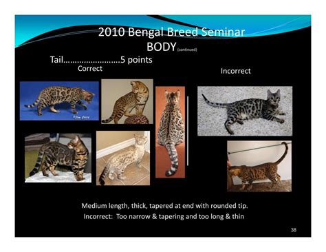 Bengal Cat Size Chart