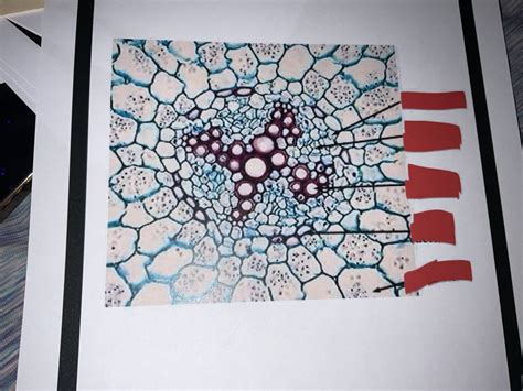 Ranunculus Young Mature Root Diagram Quizlet