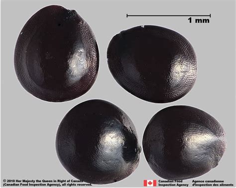 Chenopodium L Spp Idseed