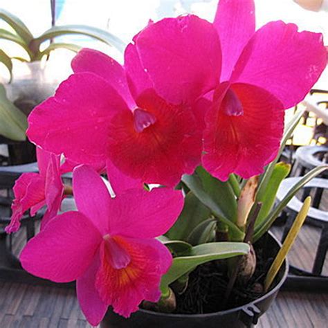 Shc Chien Ya Ruby “ Red Apple ” 紅蘋果 Orchidmart