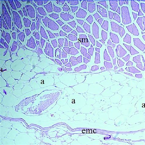 Entrapped Muscle Cells By Well Differentiated Adipocytes A Adipocytes Download Scientific