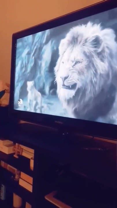 Catfunny Cat Youtube